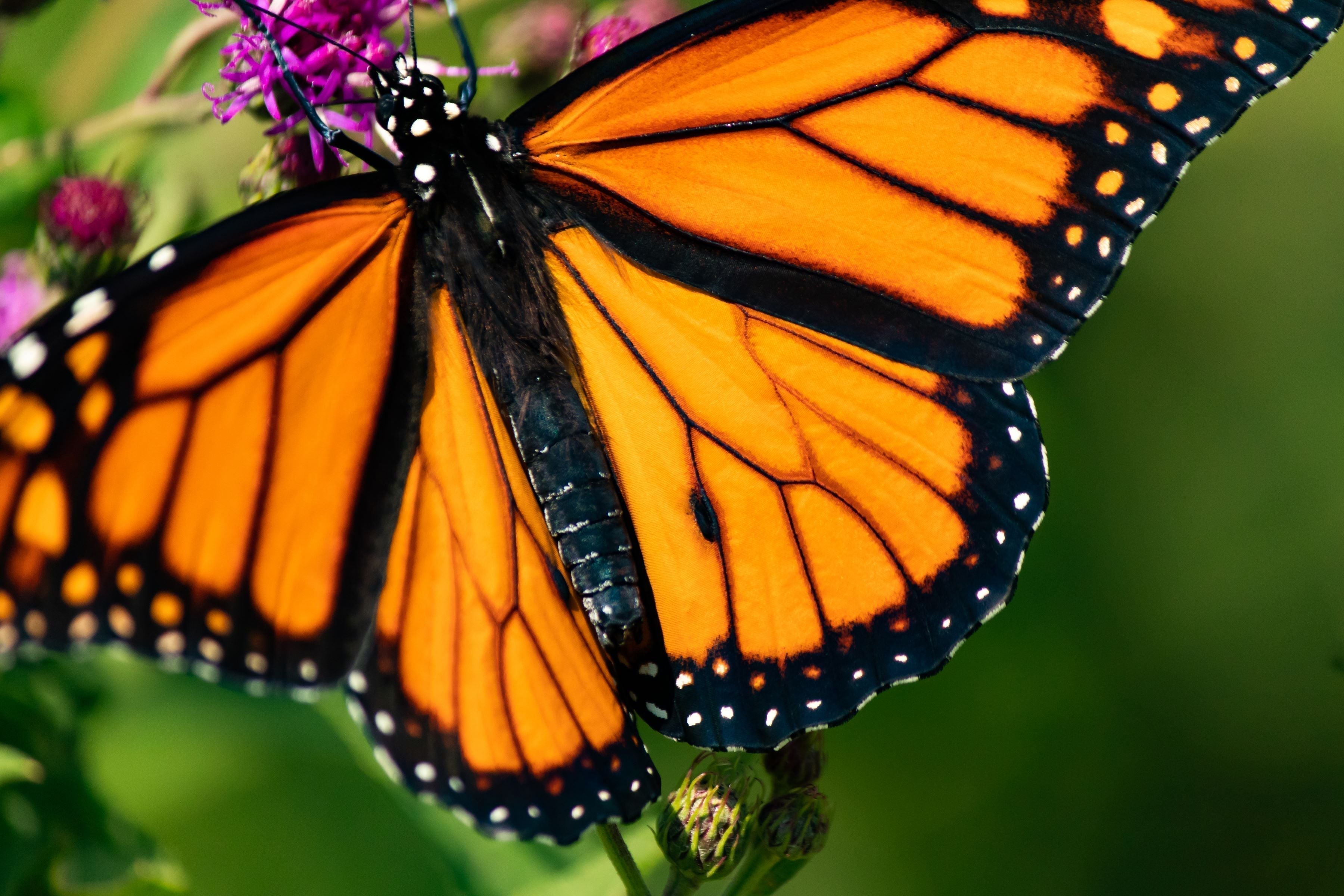 Marvellous Migration of the Mexican Monarch Butterflies – The Geo Kid